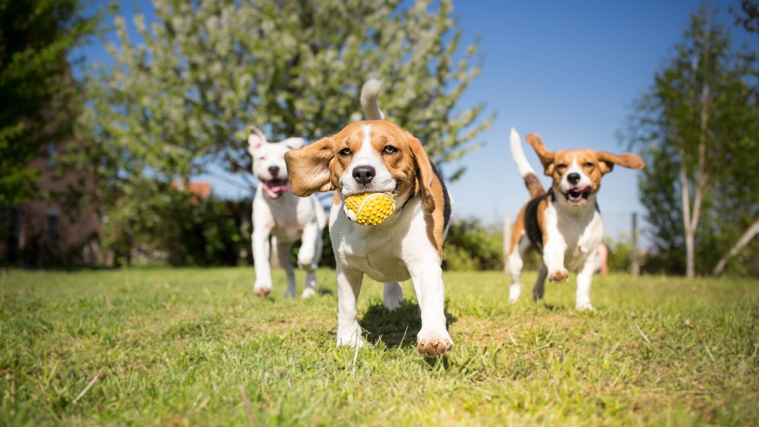 Beagles social – Saturday 23rd August 7pm – Pawsomefuncrewkerne
